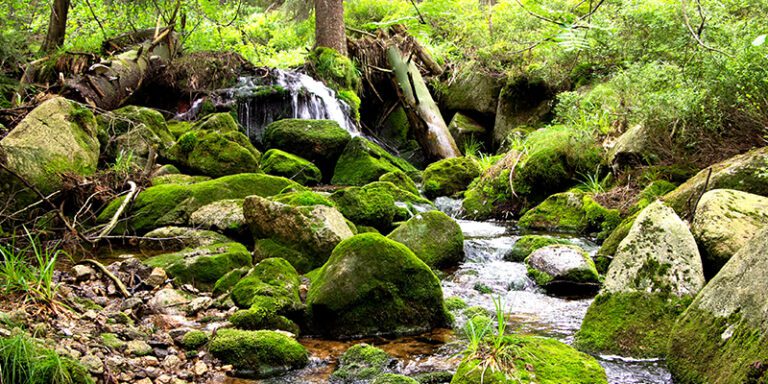 Spring Vacation In The Smoky Mountains - A King's Lodge