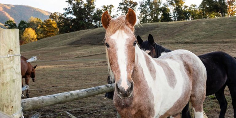 East Tennessee Spring Getaway 2023 - A King's Lodge